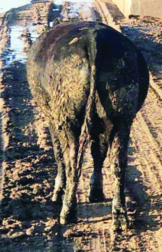 Cattle Bloat Treatment and Prevention - Grit